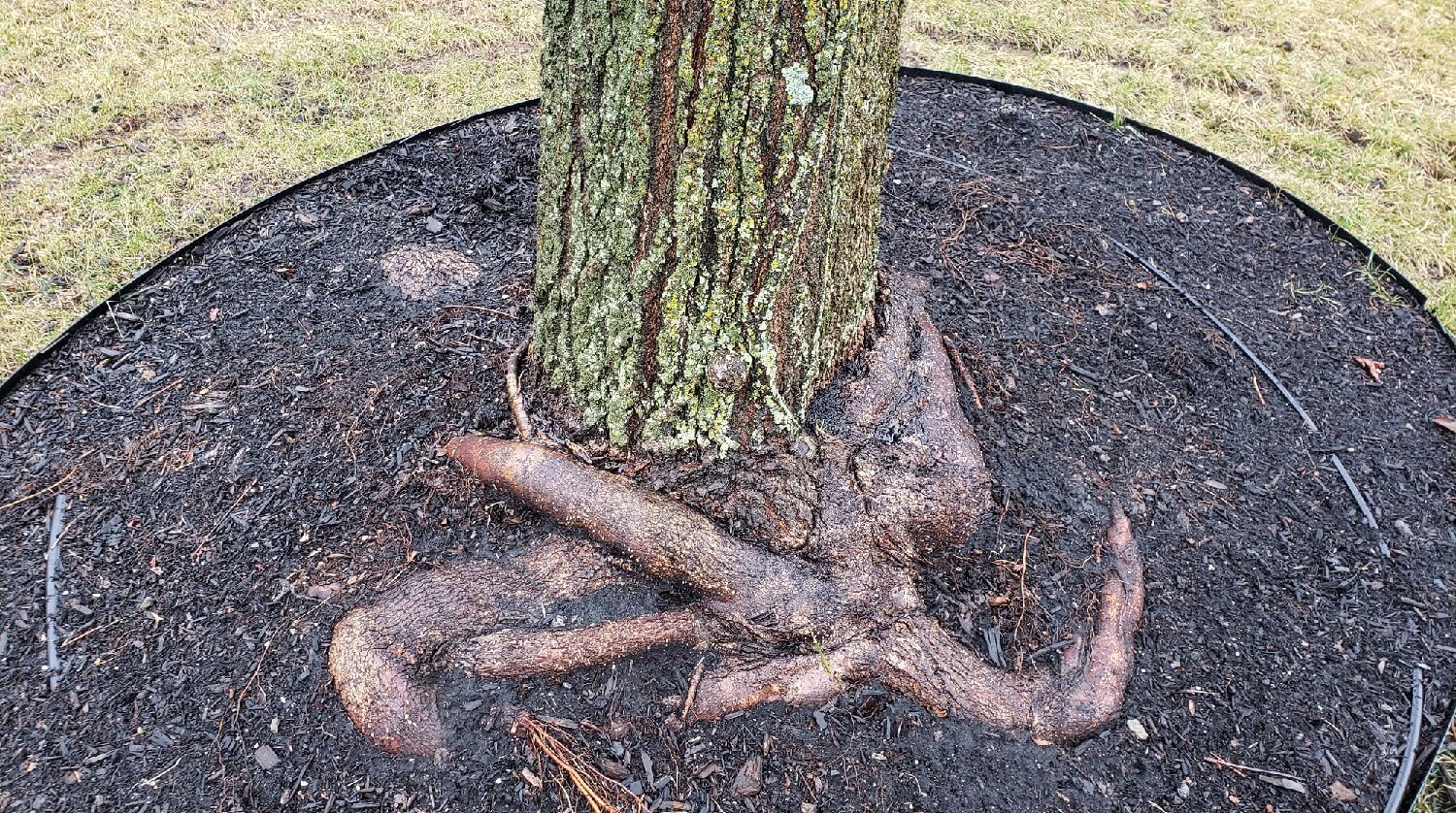 What Are Girdling Roots? | Burkholder PHC