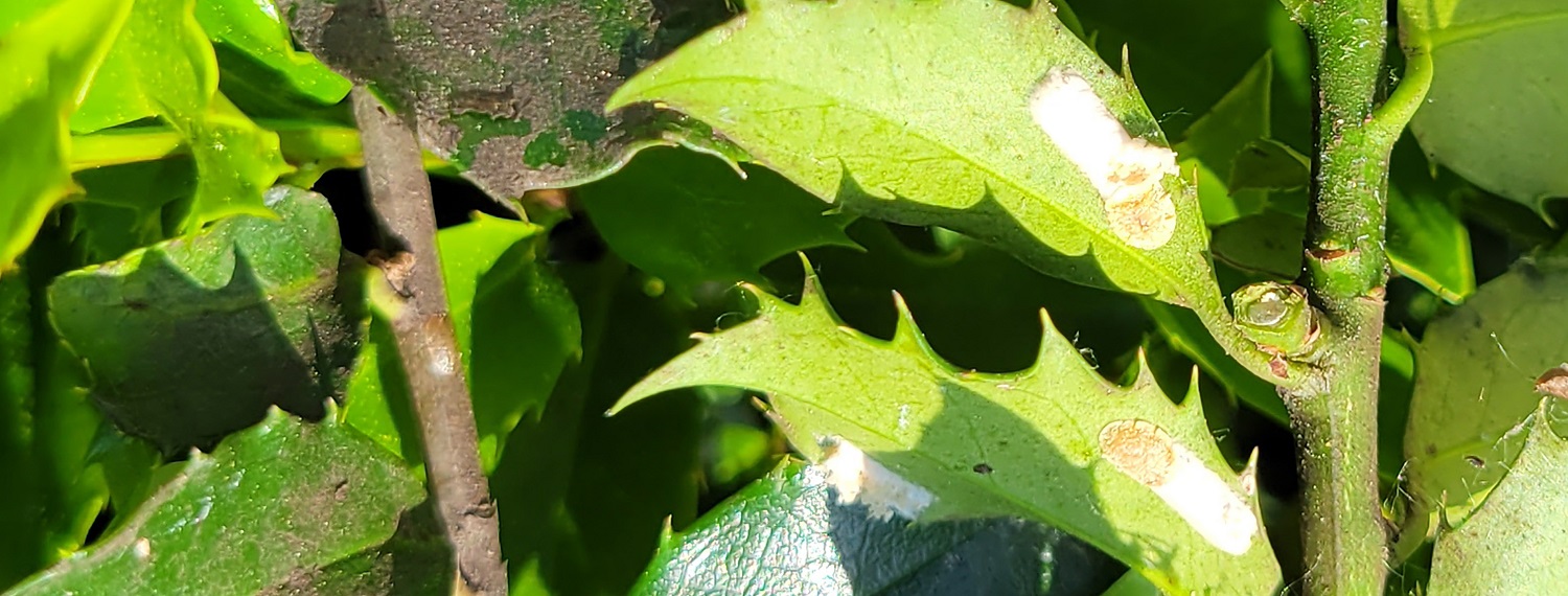 What to Know About Cottony Camellia Scale | Burkholder PHC