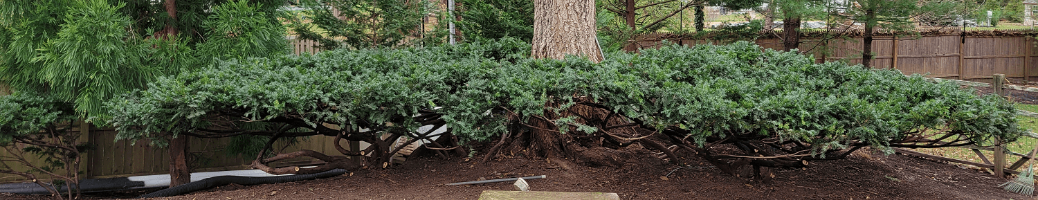 Corrective Pruning & Structural Pruning Examples |Burkholder PHC