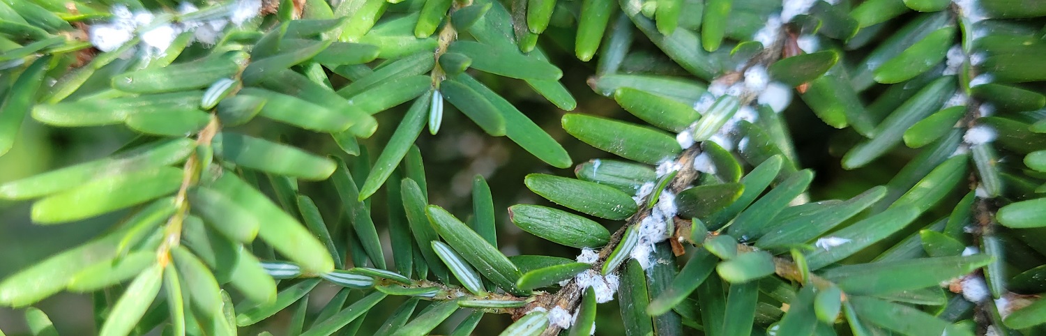 Hemlock Woolly Adelgid: An Invasive Species | Burkholder PHC