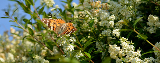 4 Varieties of Privet Invasive Species - Burkholder Plant Health Care