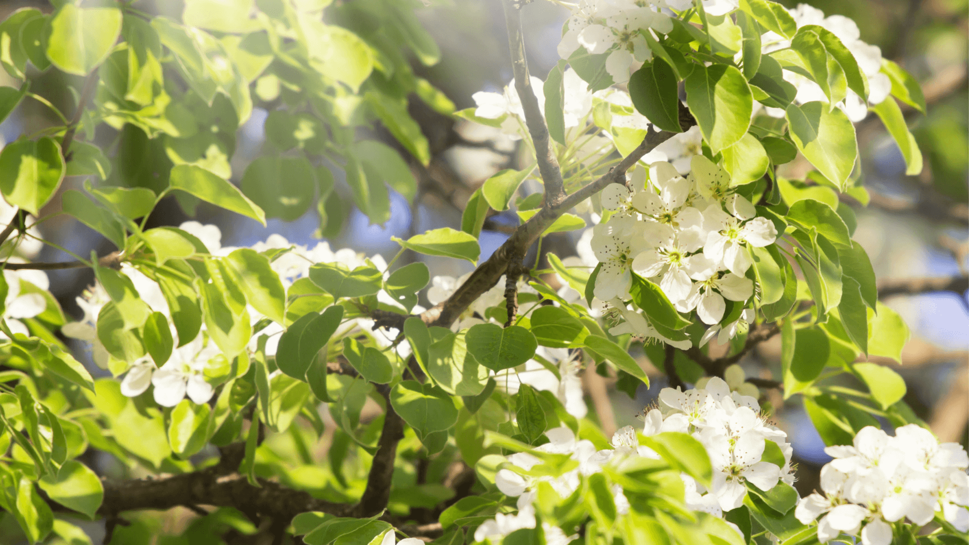 Callery Pear Tree Invasive Species - Burkholder Plant Health Care