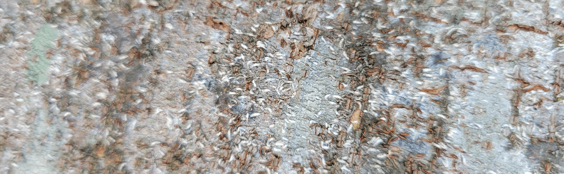 Protect Your Trees from Japanese Maple Scale - Burkholder Plant Health Care