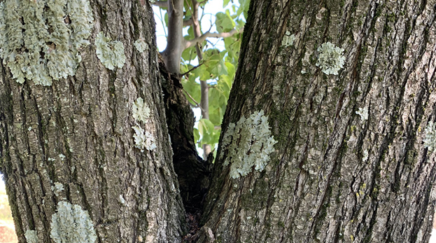 Management of Co-Dominant Branches | Burkholder PHC Burkholder Plant ...