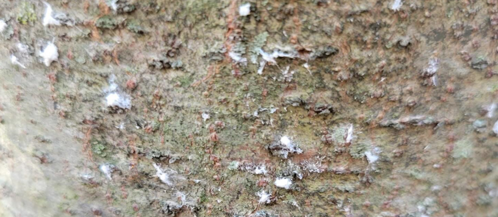 Pine Bark Adelgid: What You Need to Know | Burkholder Plant Health Care