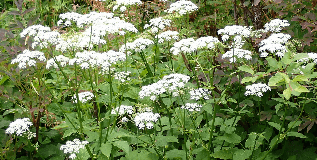 FAQs About Common Invasive Weeds in Ornamental Plant Beds - Burkholder ...